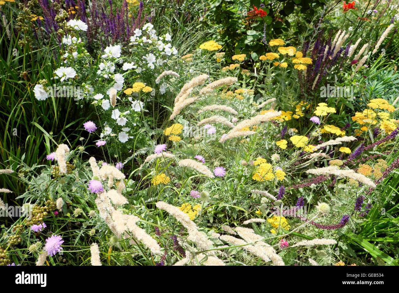 Garden designer Nigel Dunnett summer planting design Beech Gardens at ...