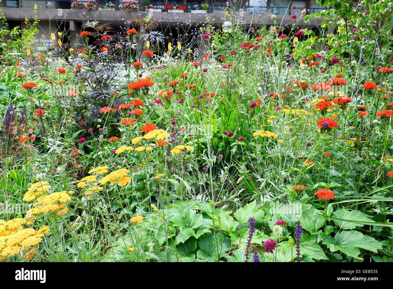 Garden designer Nigel Dunnett summer planting design Beech Gardens at ...