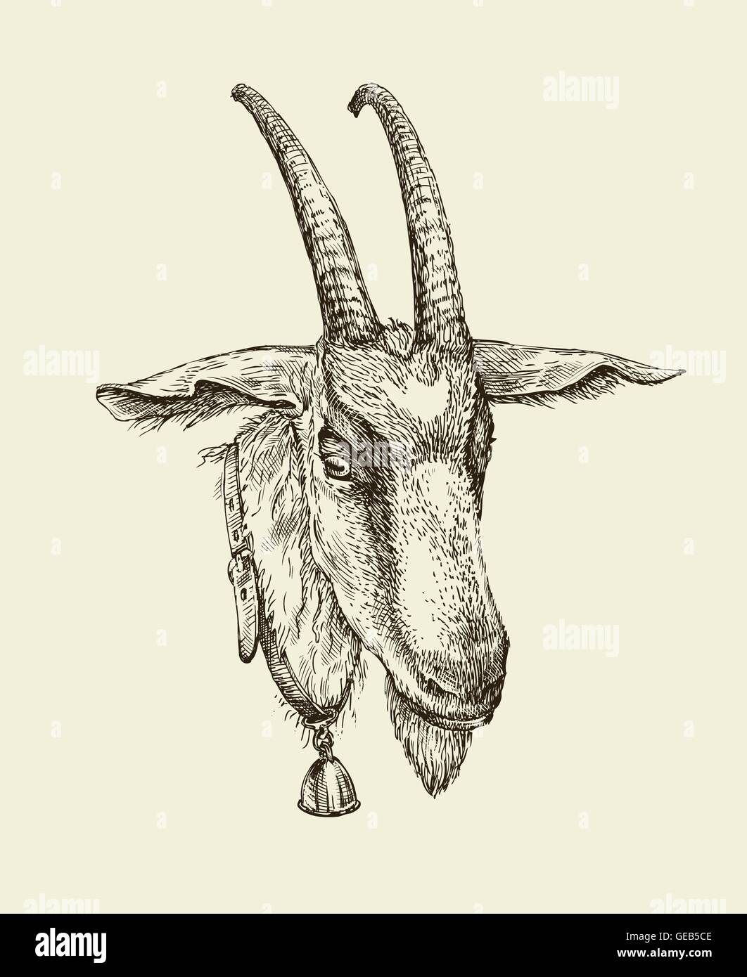 Hand drawn goat. Sketch a farm animal. Vector illustration Stock Vector ...