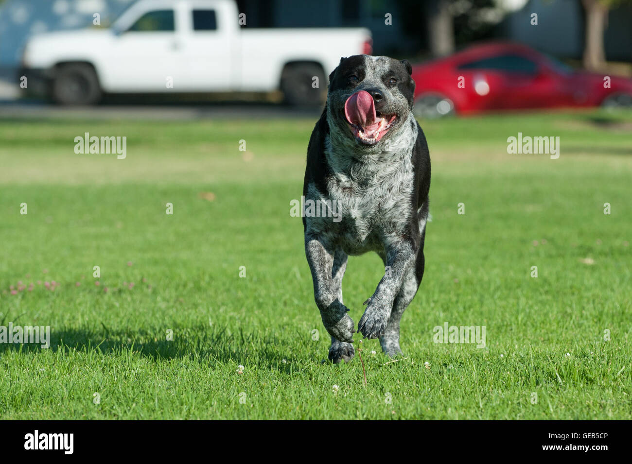 Pit bull mix hi-res stock photography and images - Alamy