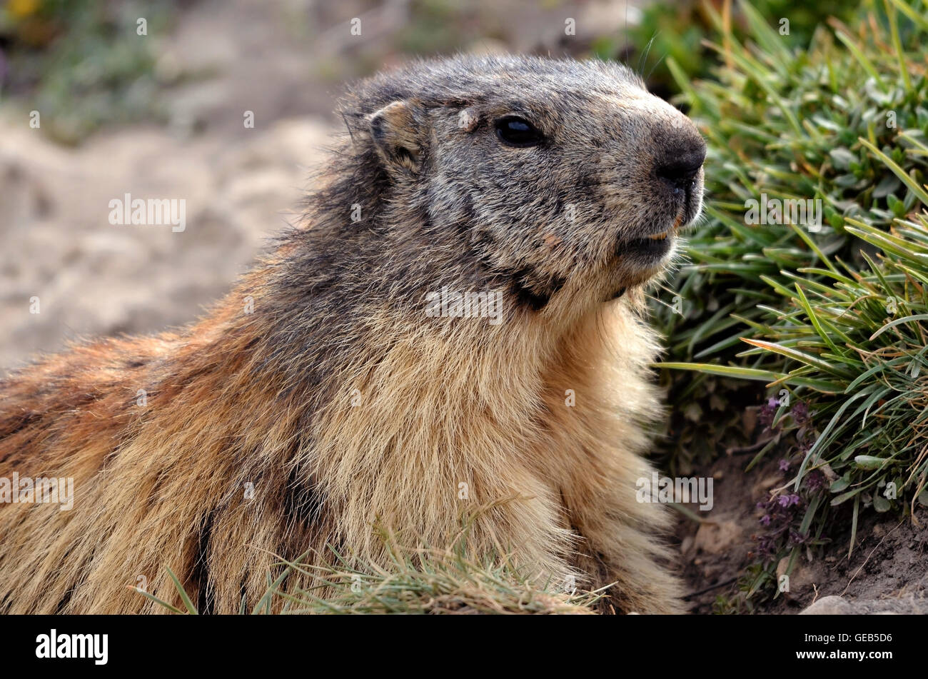 Alpine marmot in the french alps hi-res stock photography and images ...