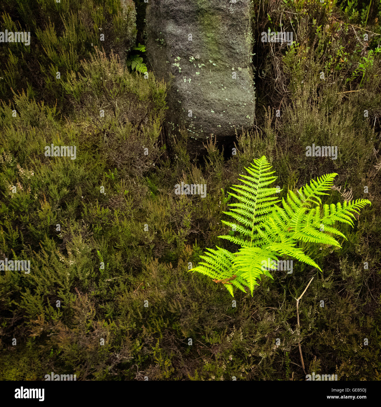 Bracken landscape hi-res stock photography and images - Alamy
