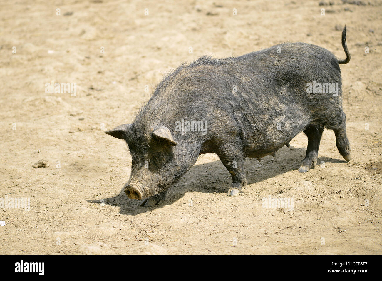 Black sow (Sus) walking on ground Stock Photo - Alamy