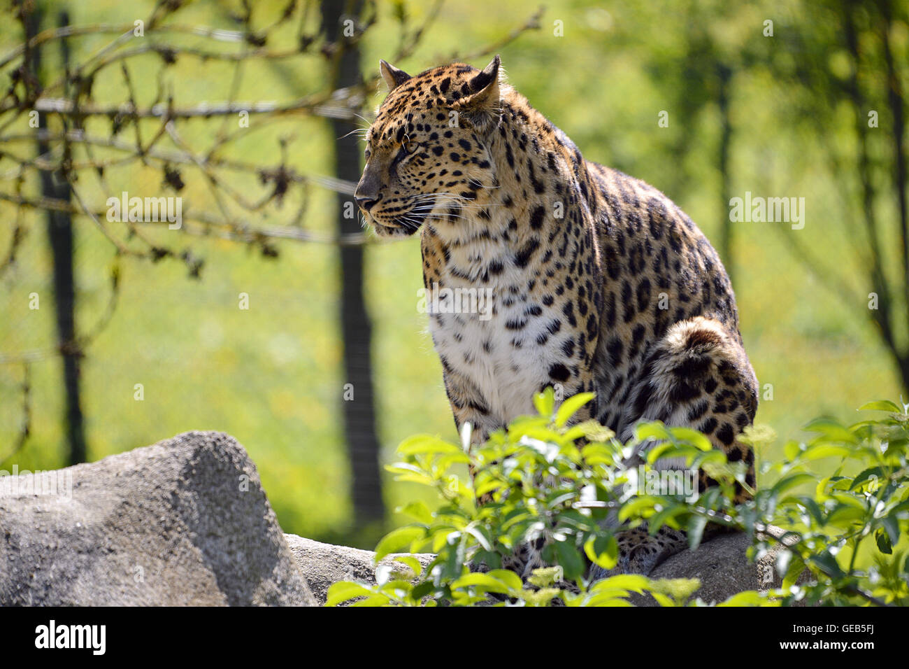 Closeup leopard (Panthera pardus) sitting among vegetation Stock Photo ...