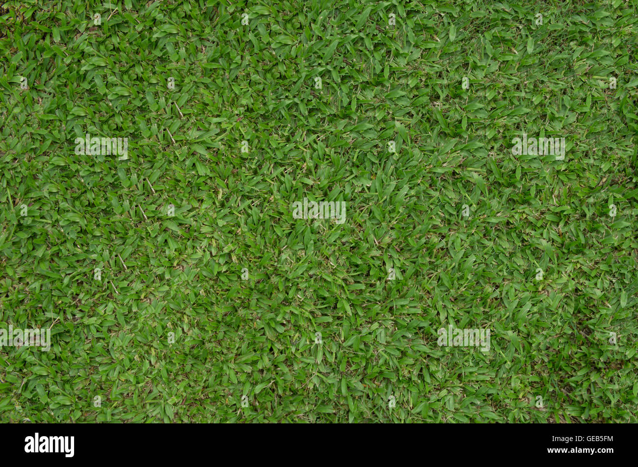 color plant meadow abstract outdoor natural grow activity greenery ...