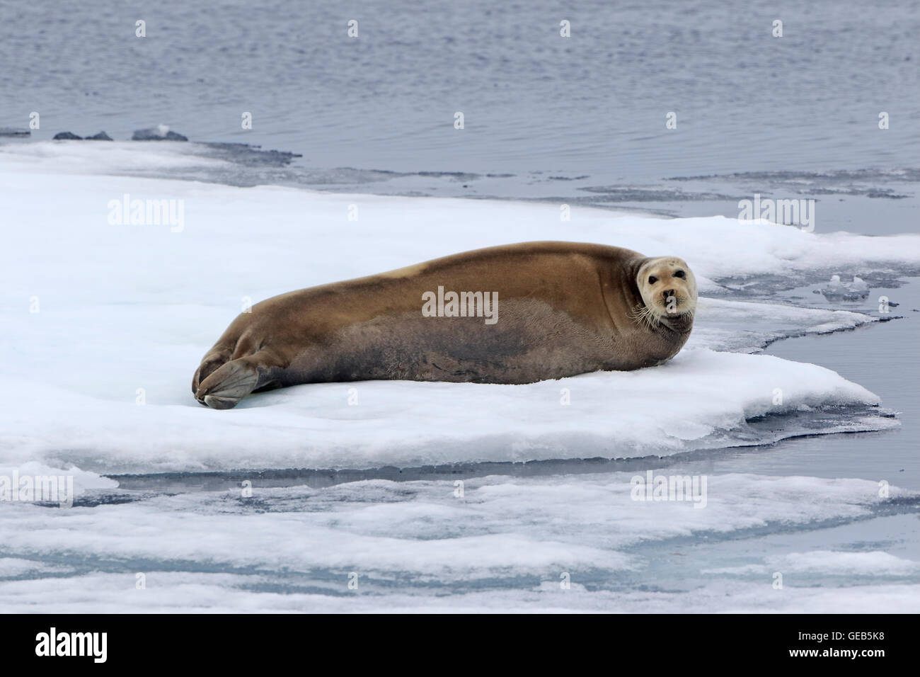 Bearded Seal on an ice floe in the Arctic Stock Photo - Alamy