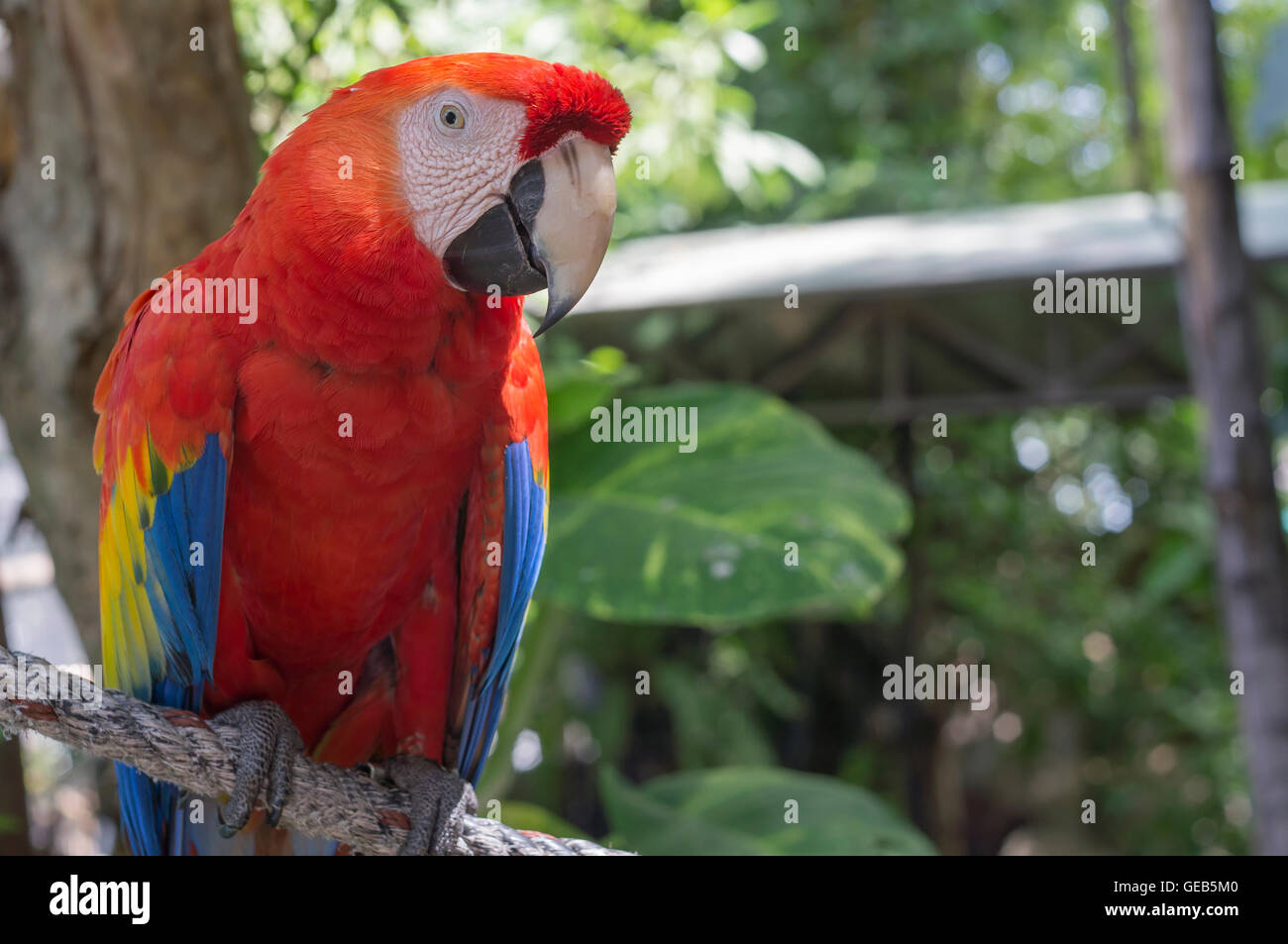 parrot bird red macaw cute wild animal tropics Stock Photo - Alamy