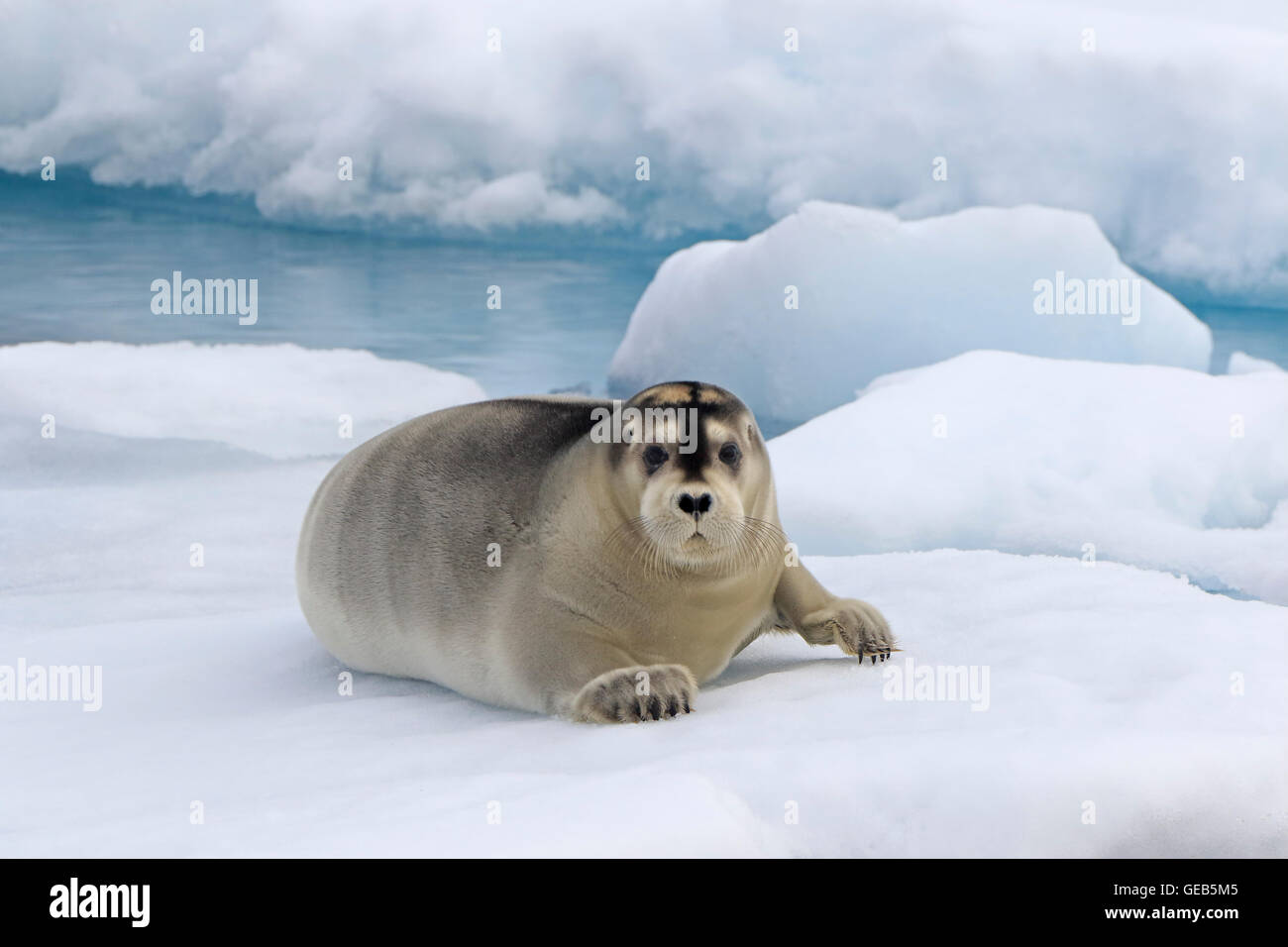 Bearded seal hi-res stock photography and images - Alamy