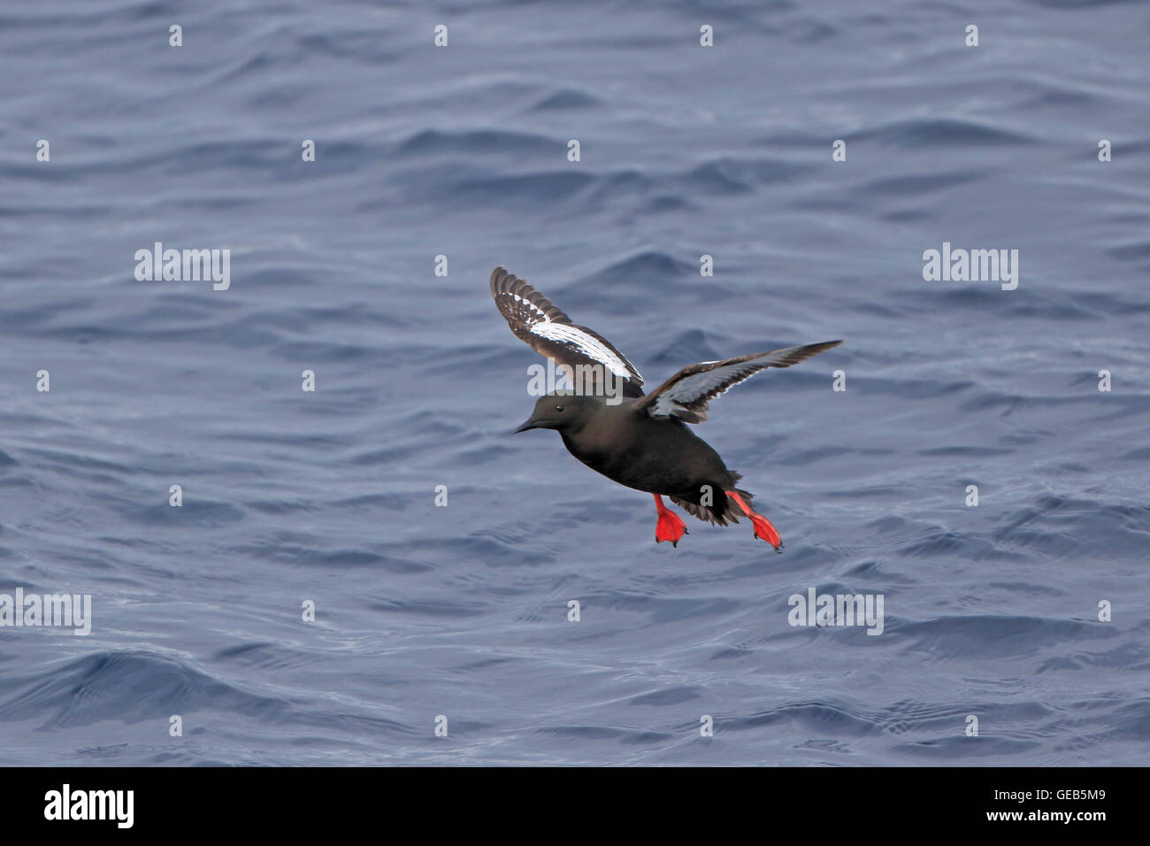 Black Guillemot in flight in the summer Stock Photo - Alamy