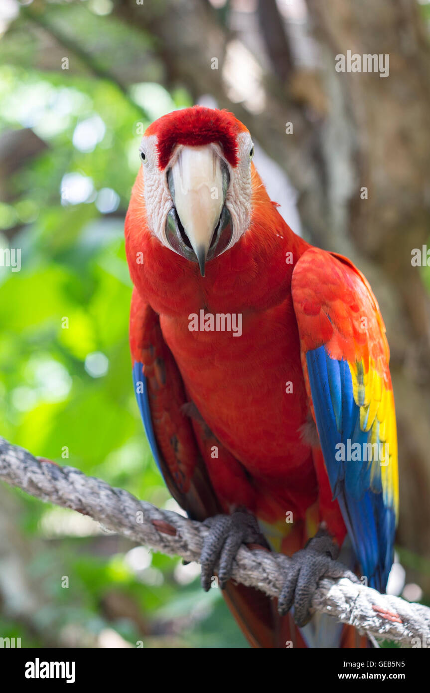 parrot bird red macaw cute wild animal tropics Stock Photo - Alamy