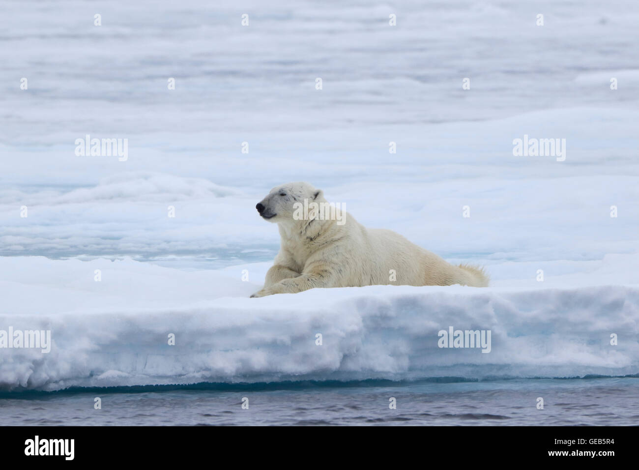 Polar Bear on the pack ice in the Arctic Stock Photo - Alamy