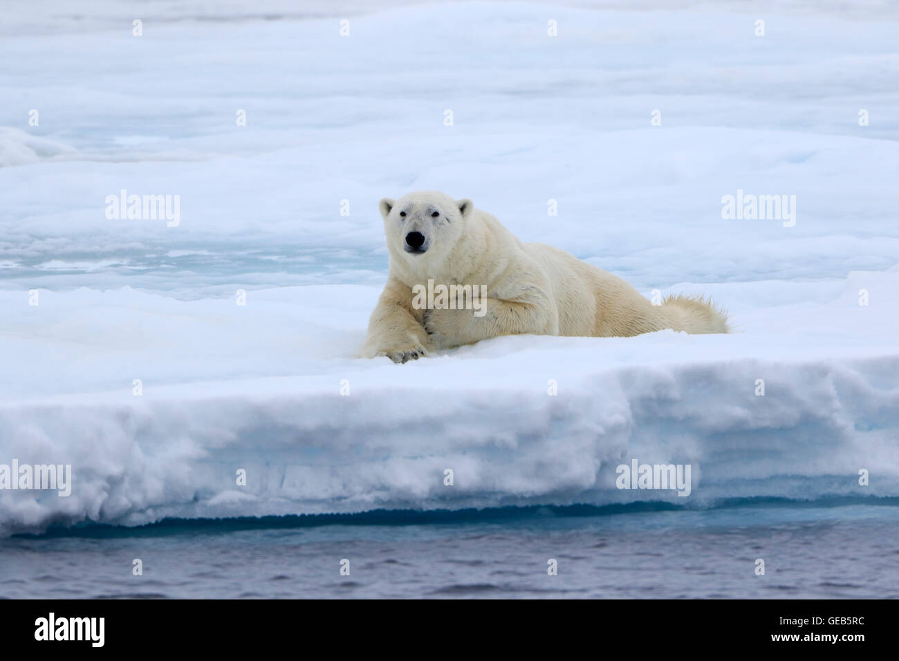 Polar Bear on the pack ice in the Arctic Stock Photo - Alamy