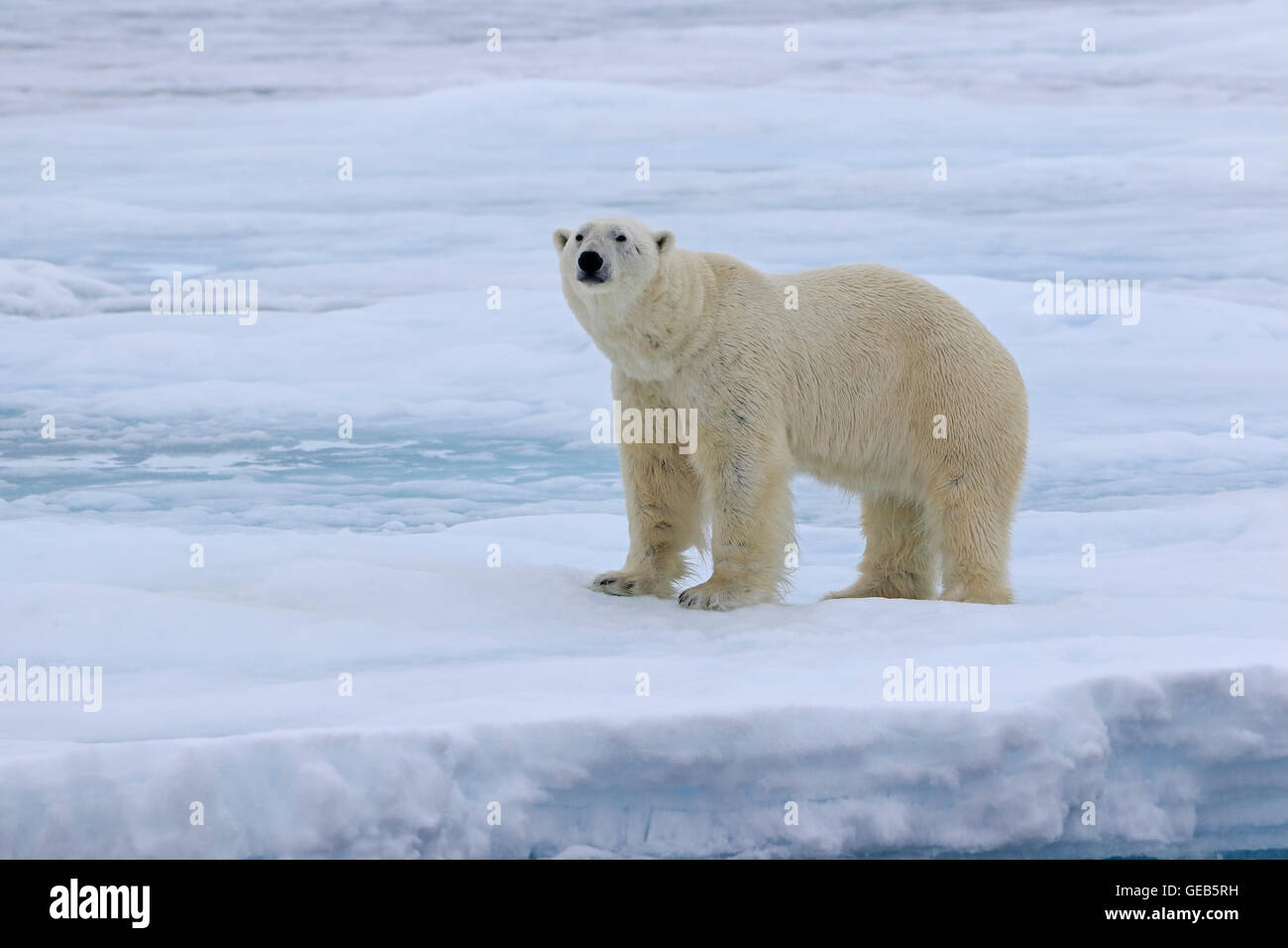 Polar Bear on the pack ice in the Arctic Stock Photo - Alamy