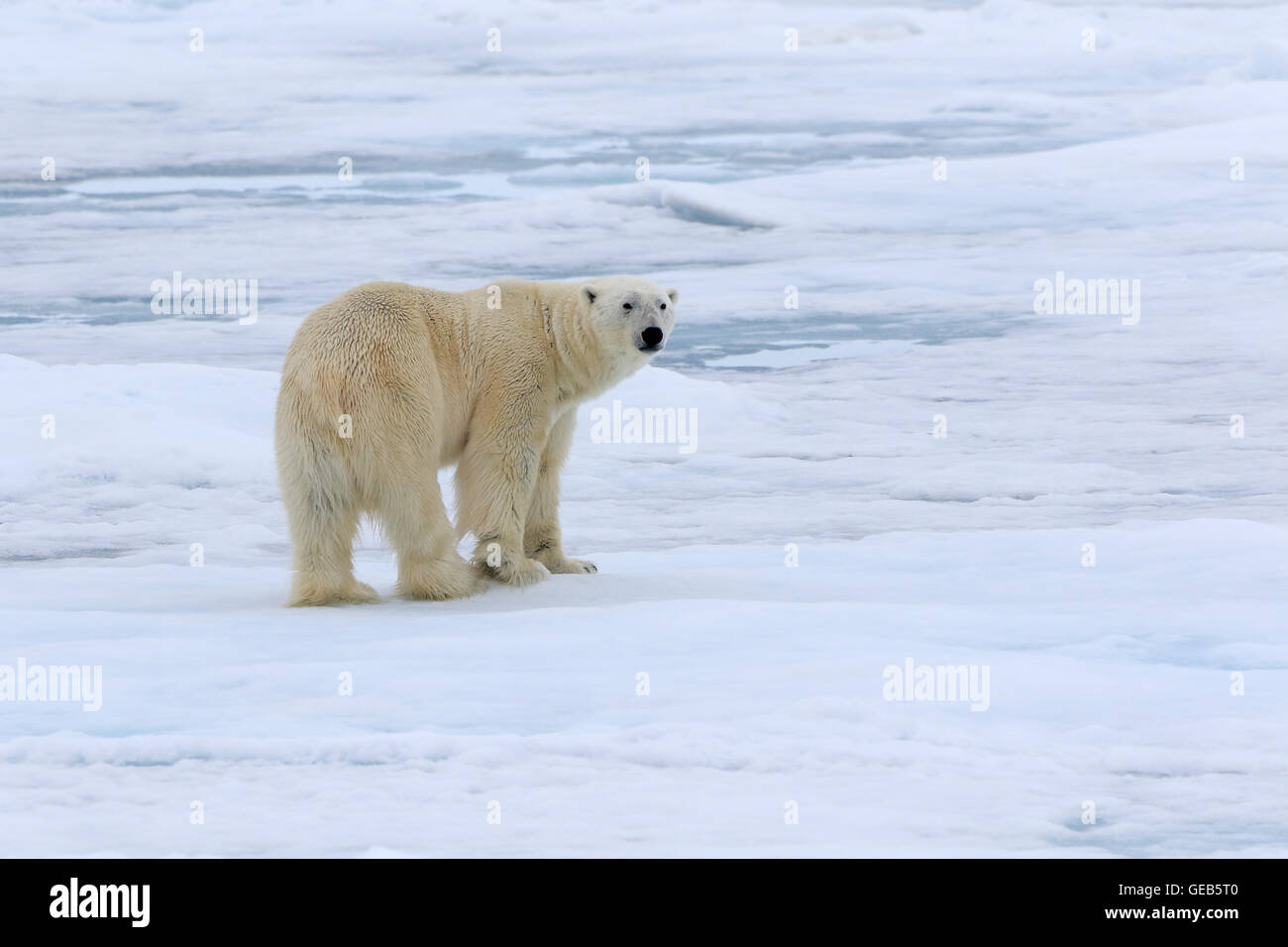 Polar Bear on the pack ice in the Arctic Stock Photo - Alamy