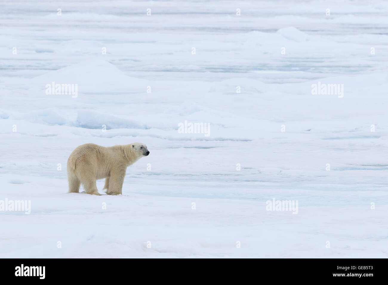 Polar Bear on the pack ice in the Arctic Stock Photo - Alamy