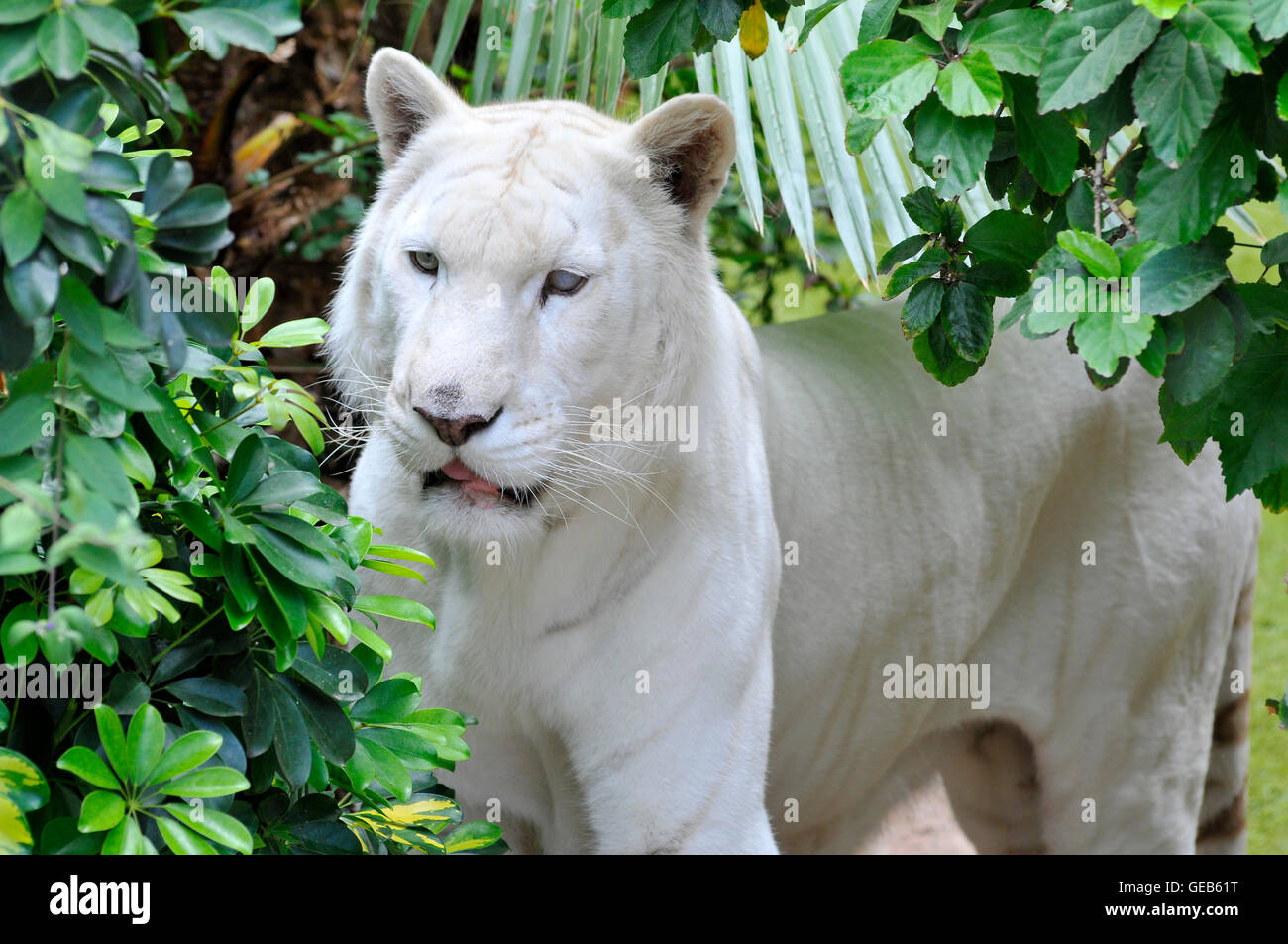 Portrait of very rare white tiger (Panthera tigris) among vegetation ...