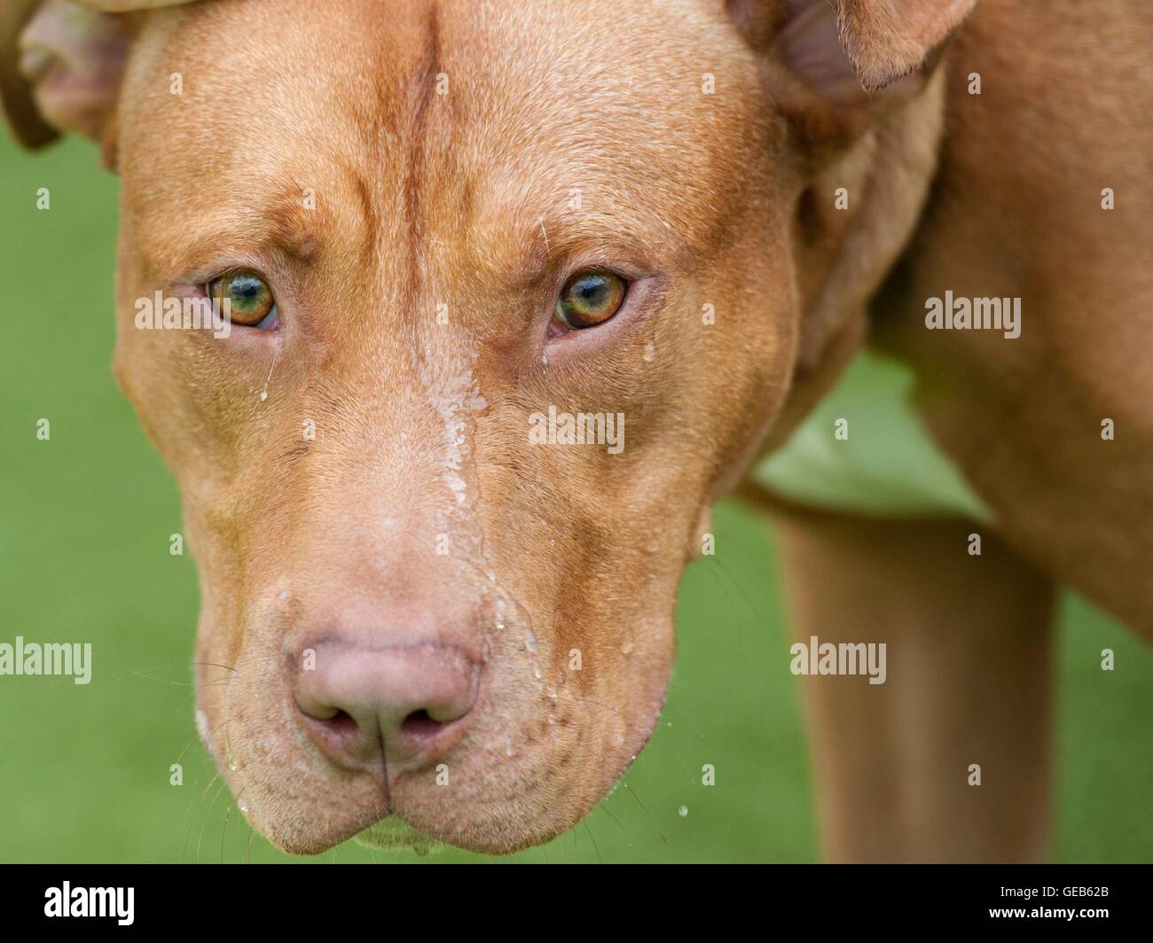 Does The Dangerous Dogs Act Work Does The Dangerous Dogs Act Work