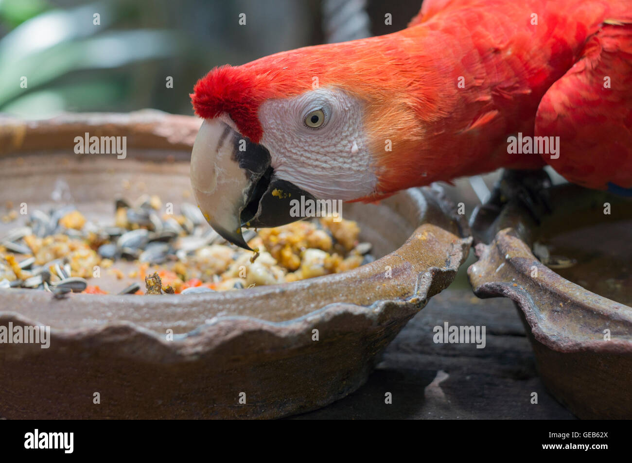 parrot bird red macaw cute wild animal tropics Stock Photo - Alamy