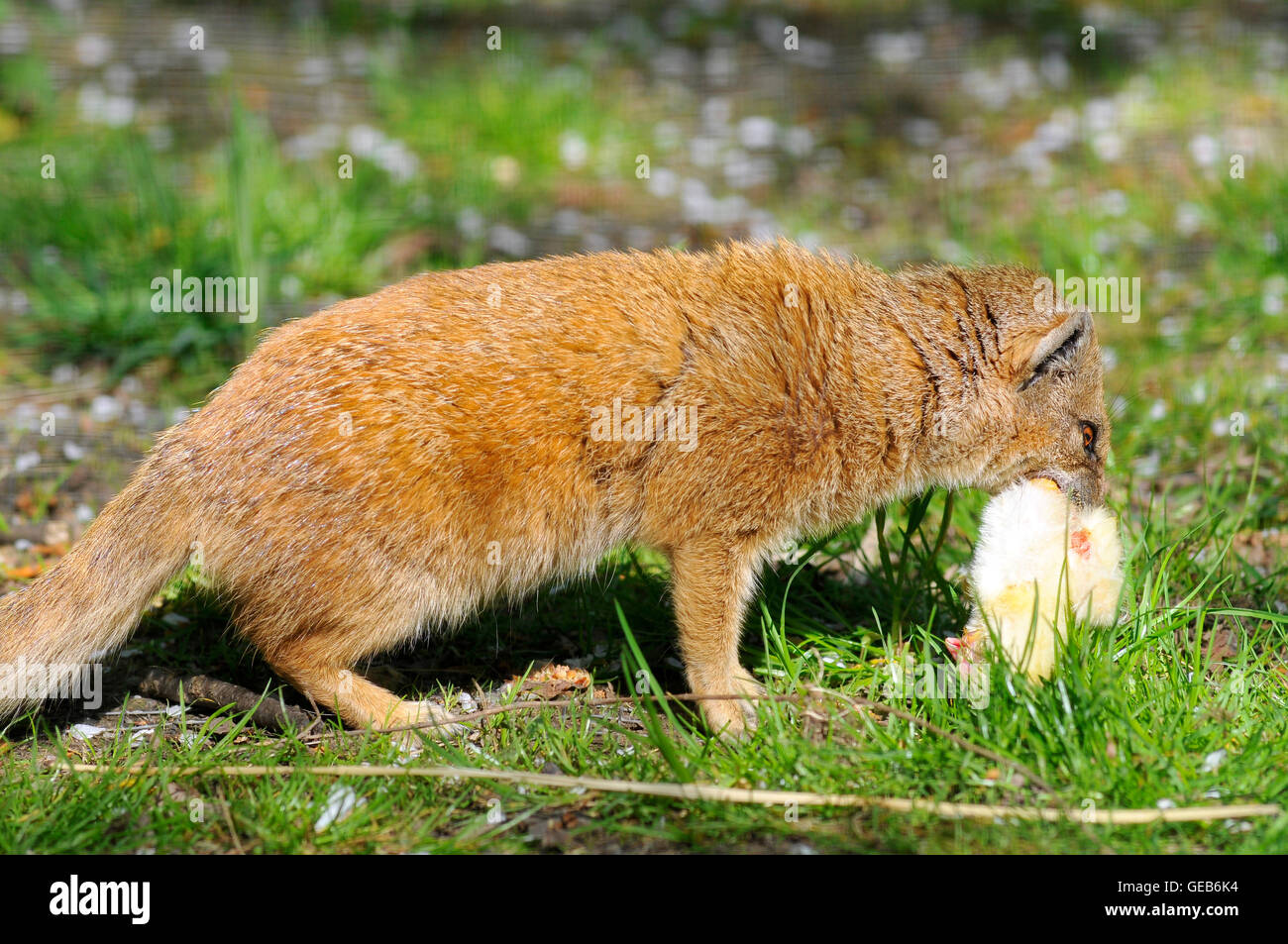 Mongoose eating a bird hi-res stock photography and images - Alamy