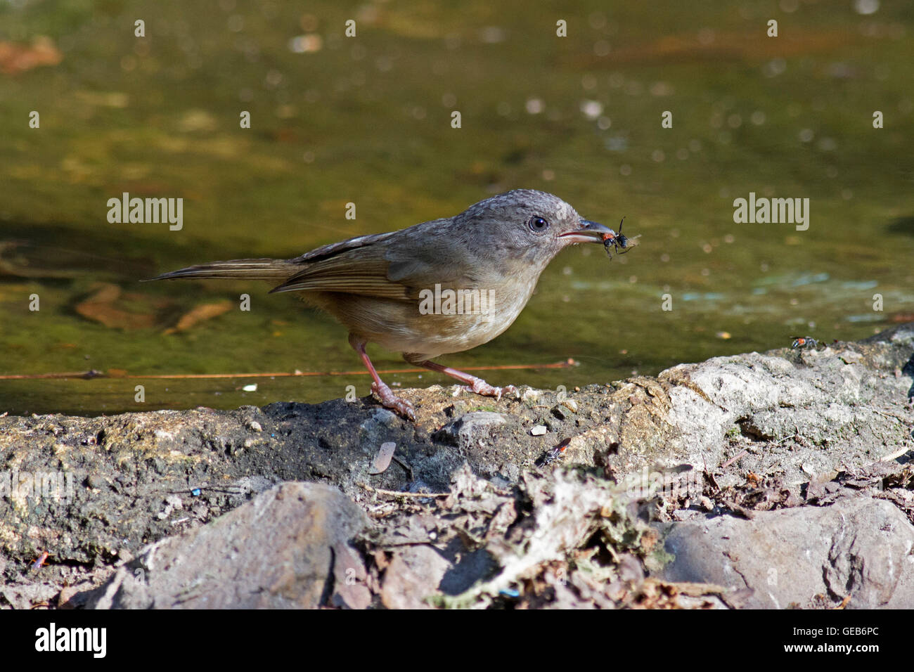Birds catching insects hi-res stock photography and images - Alamy