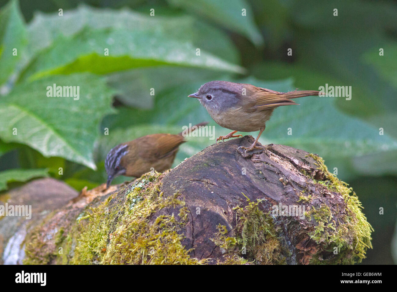 A Grey-cheeked Fulvetta (Alcippe morrisonia) perched on a log in the ...