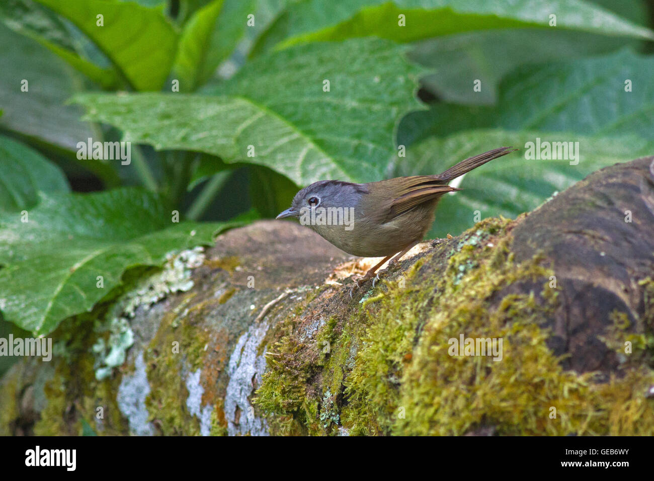 A Grey-cheeked Fulvetta (Alcippe morrisonia) perched on a log in the ...