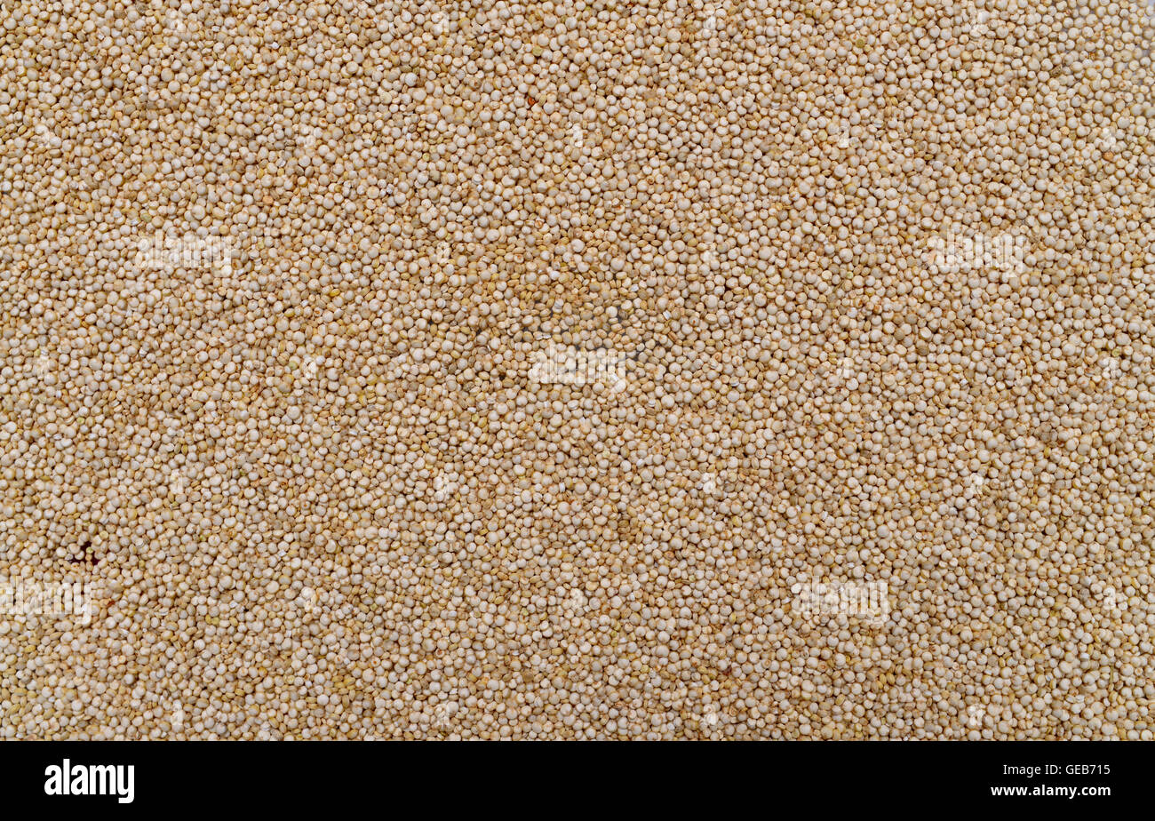 white chia plant dry seeds texture pattern Stock Photo - Alamy