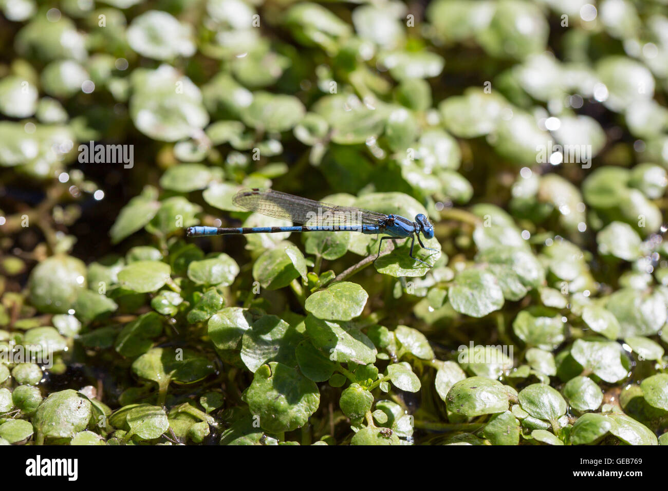 Vivid dancer and dragonfly hi-res stock photography and images - Alamy