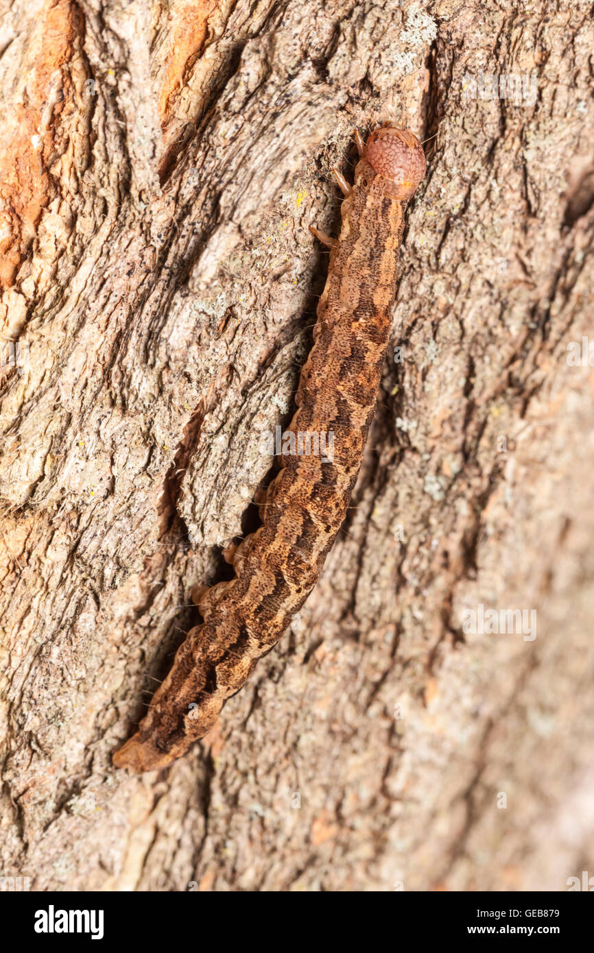 A Locust Underwing Moth (Euparthenos nubilis) caterpillar (larva) on ...
