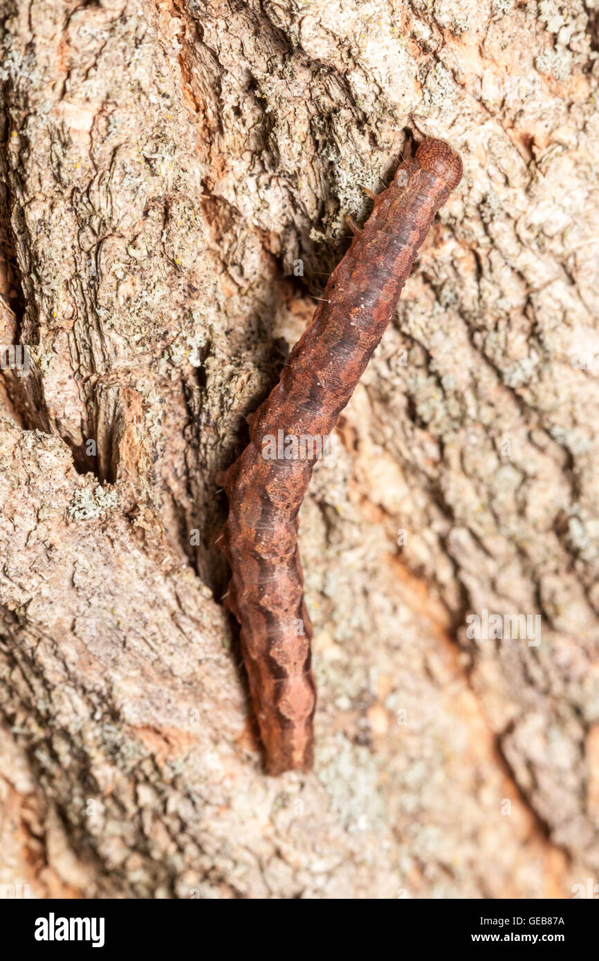 A Locust Underwing Moth (Euparthenos nubilis) caterpillar (larva) on ...
