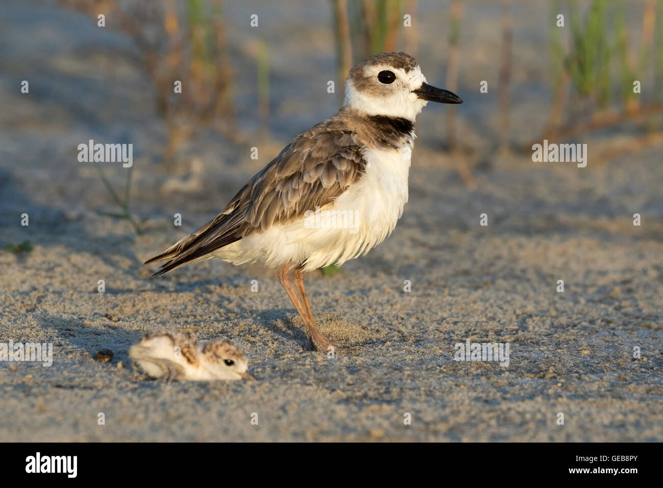 Wilson's plover (Anarhynchus wilsonia) with a chick at the ocean coast ...