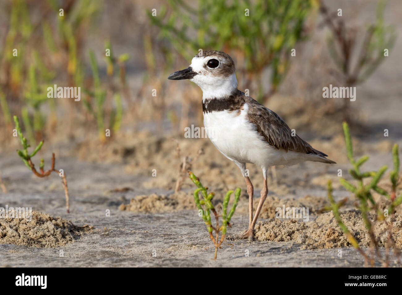 Wilson's plover (Anarhynchus wilsonia) among saltwort at the ocean ...