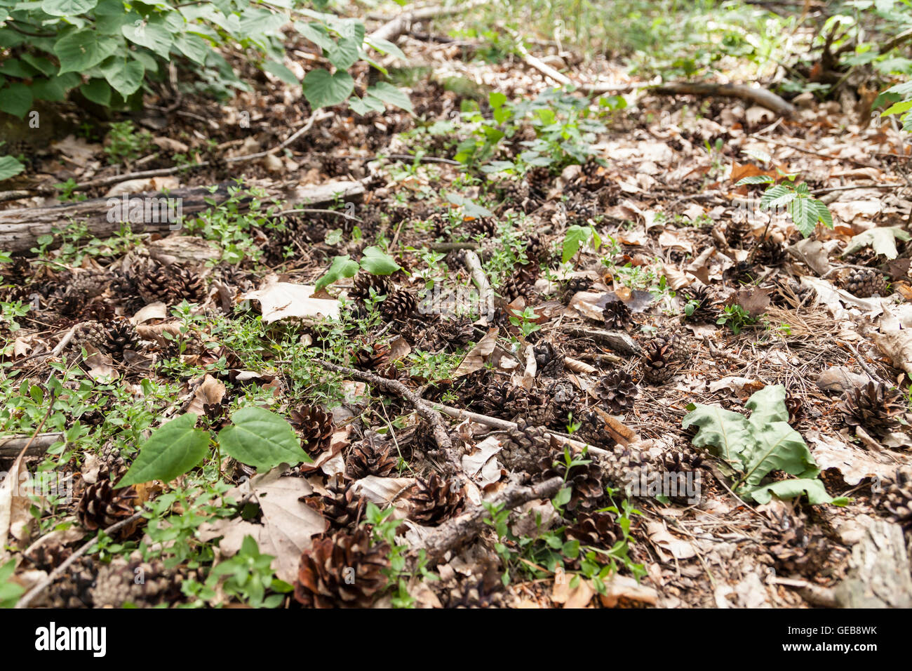 Conifer forest floor hi-res stock photography and images - Alamy