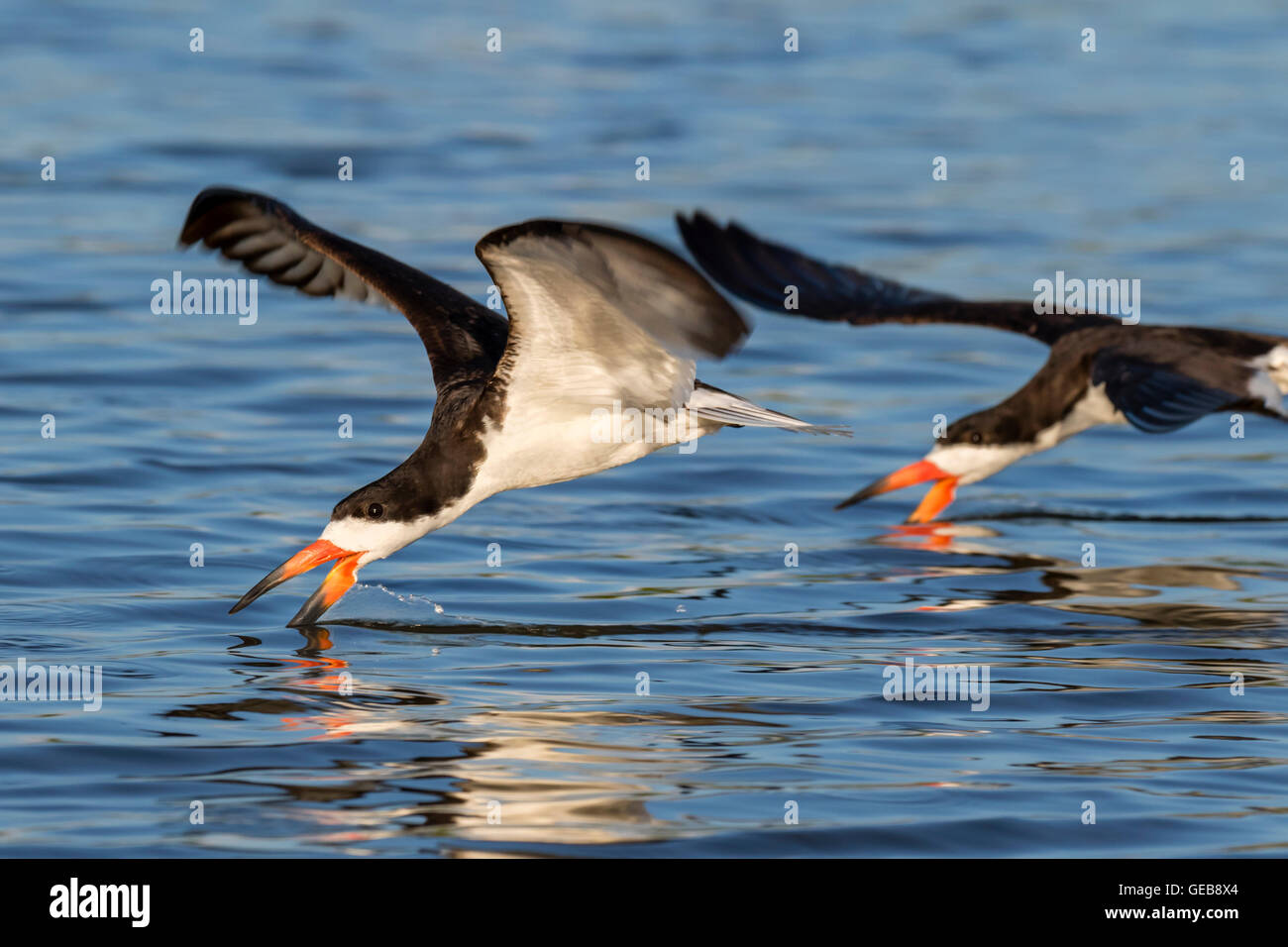 Black skimmers (Rynchops niger) hunting, Galveston, Texas, USA Stock ...