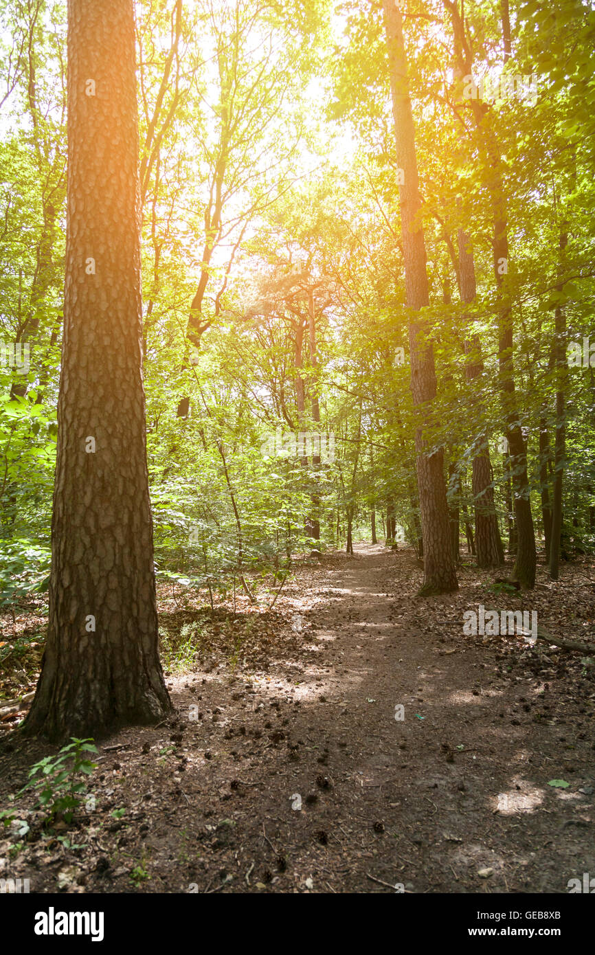 Sunlight in forest Stock Photo - Alamy