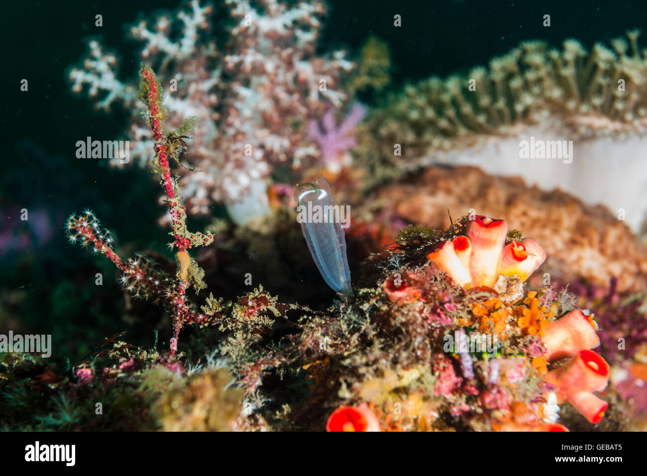 Transparent sea squirt hi-res stock photography and images - Alamy
