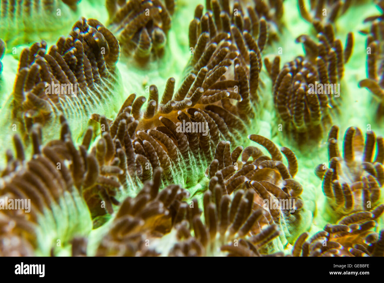Tentacles of coral polyps hi-res stock photography and images - Alamy