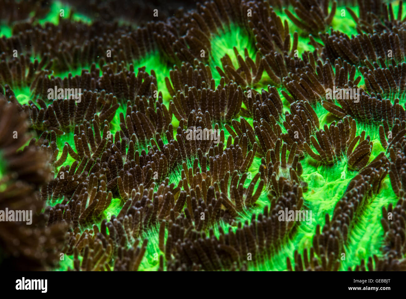 Tentacles of coral polyps hi-res stock photography and images - Alamy