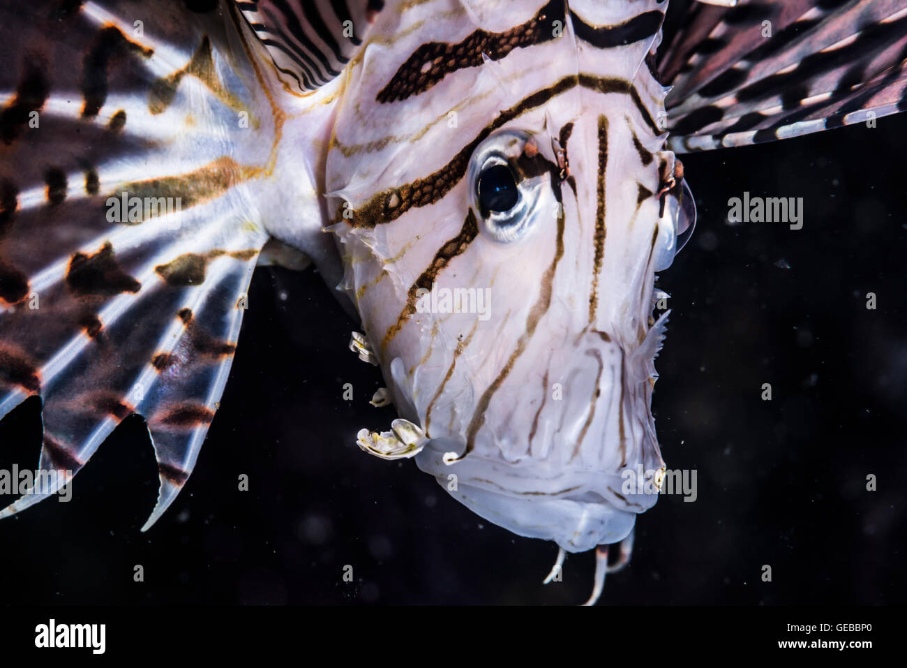 Zebrafish hi-res stock photography and images - Alamy