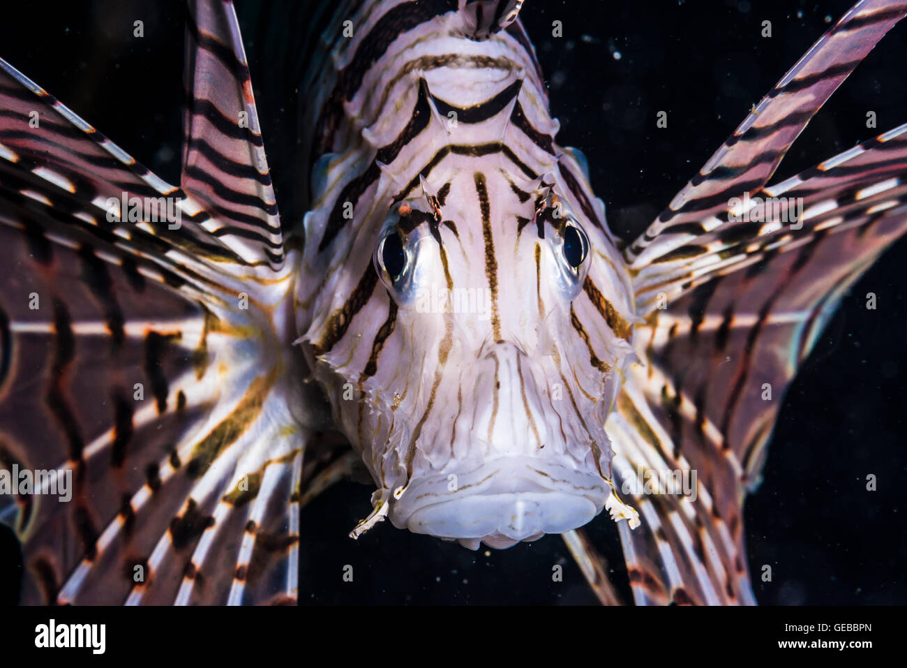 Lionfish. close up. Scientific name : Pterois volitans Linnaeus 1758 ...