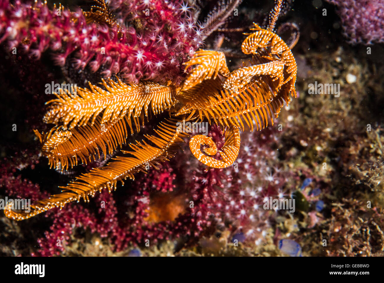 Feather star swimming hi-res stock photography and images - Alamy