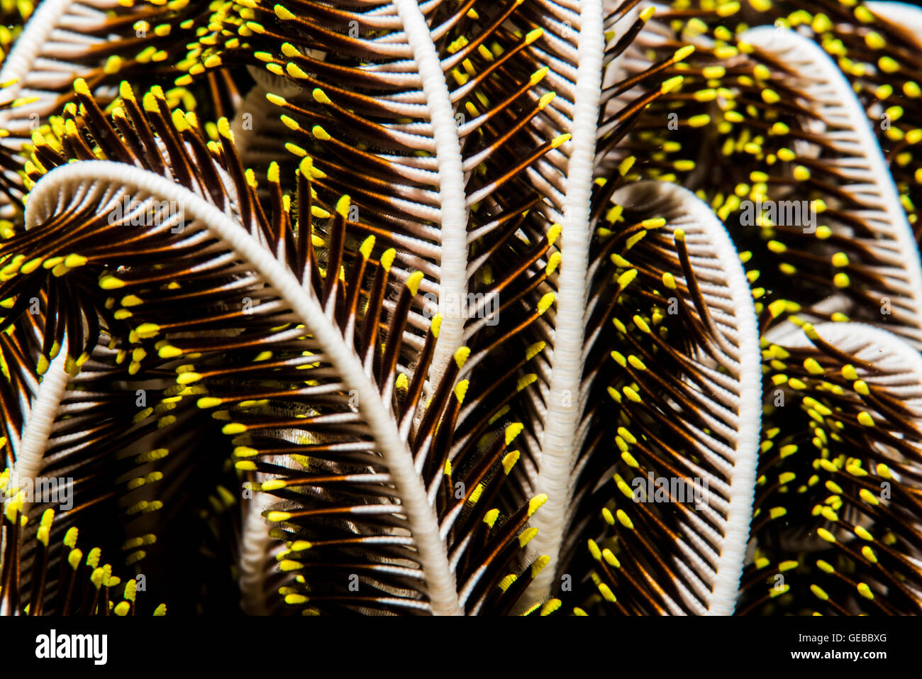 Feather star swimming hi-res stock photography and images - Alamy