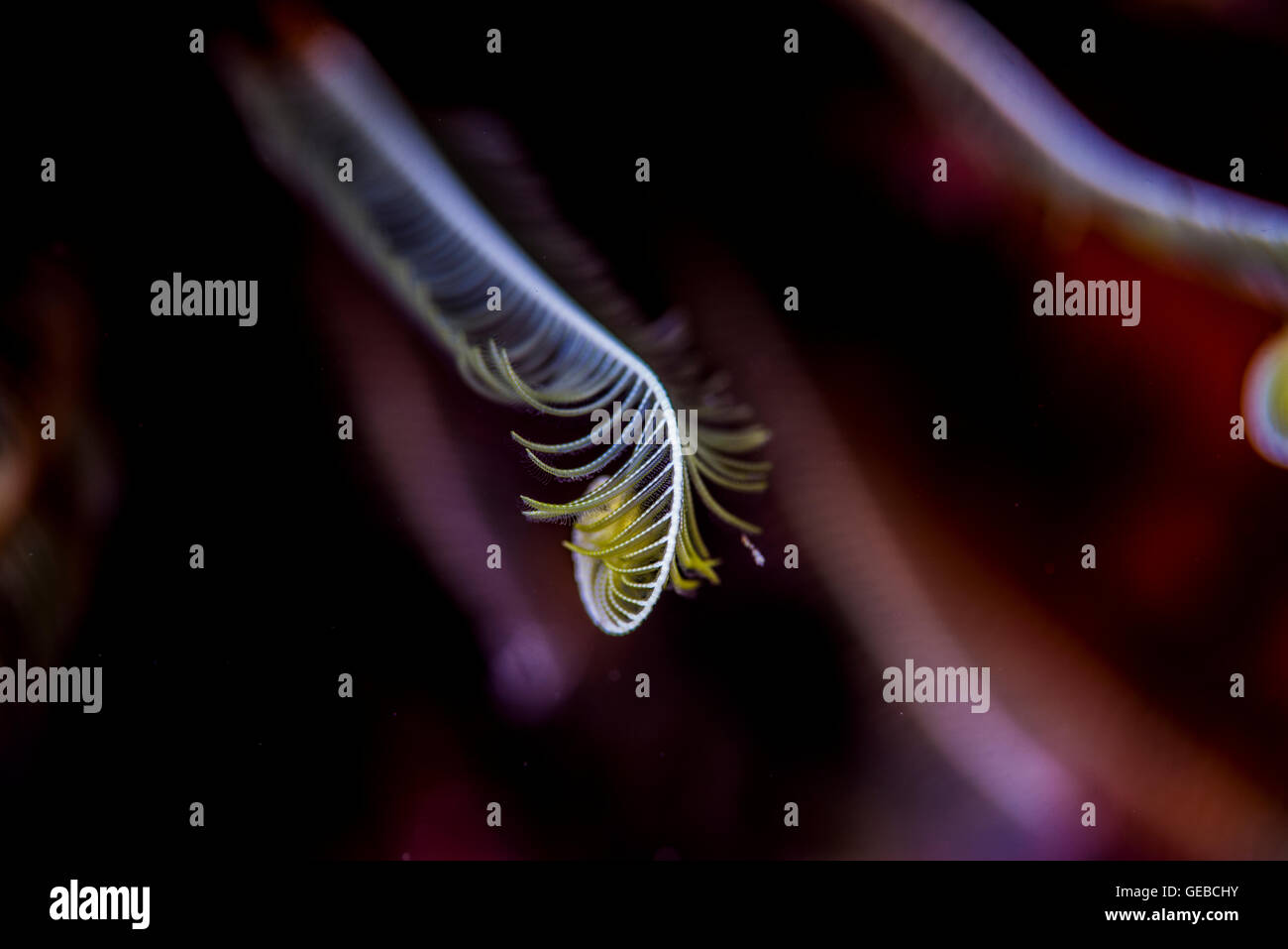 Feathery legs hi-res stock photography and images - Alamy