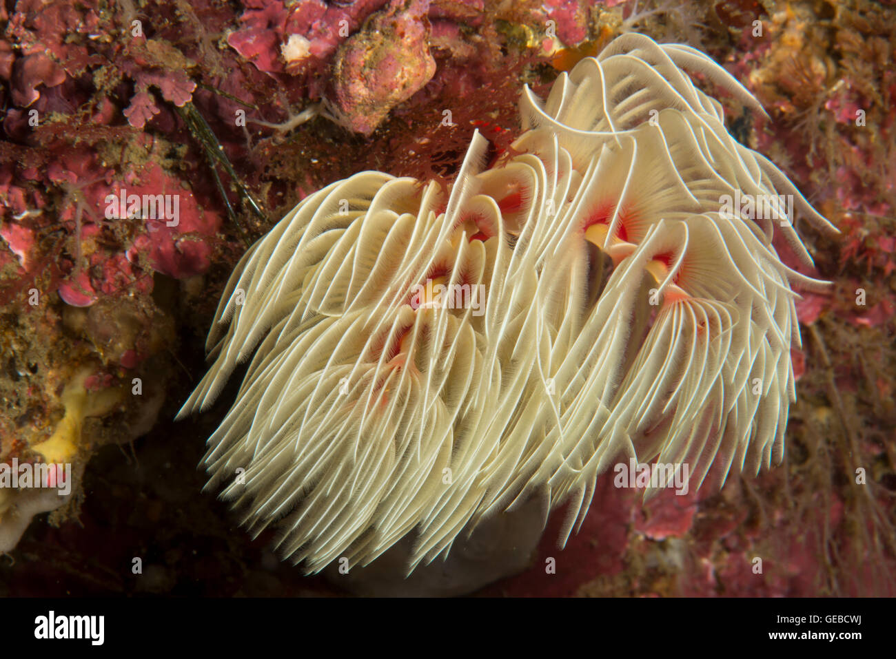 Feather duster worm Protula bispiralis. Depth 20m Stock Photo - Alamy