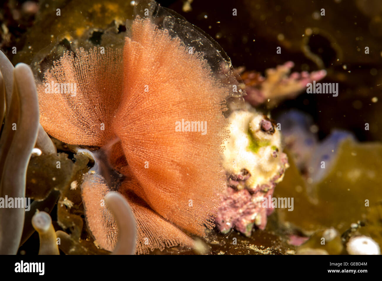 Nudibranch and egg hi-res stock photography and images - Alamy