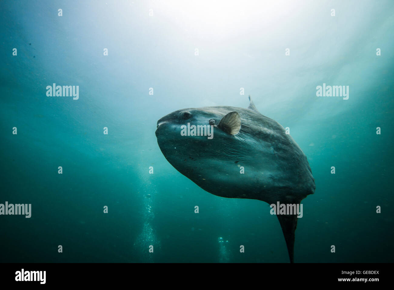Mola mola hi-res stock photography and images - Alamy