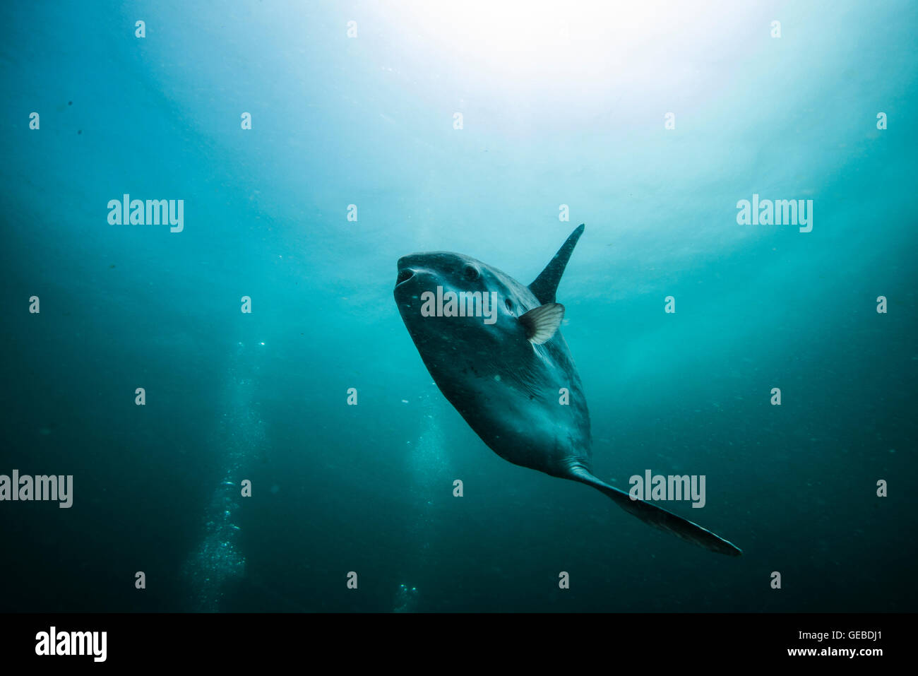 Mola mola hi-res stock photography and images - Alamy