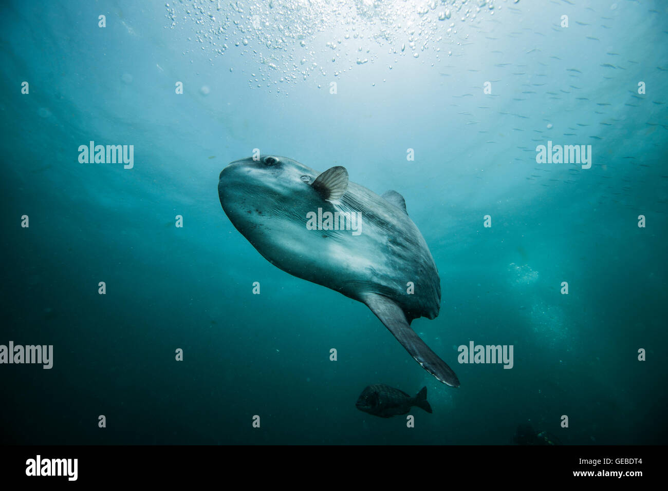 A young Mola mola . Ocean sun fish under the sun. Place: Tateyama ...