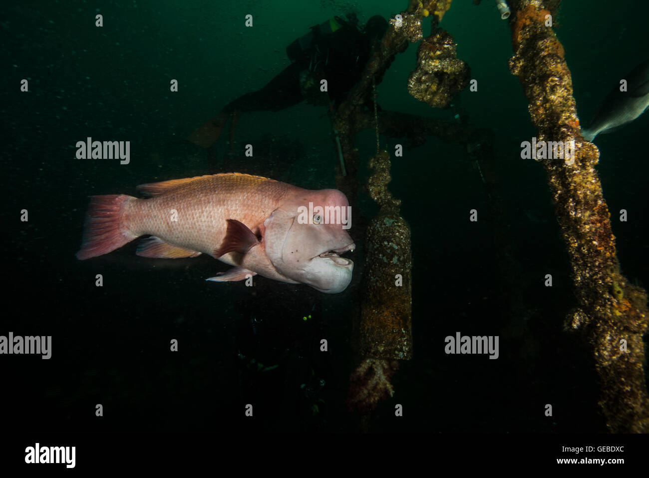 Sheepshead fish mouth hi-res stock photography and images - Alamy