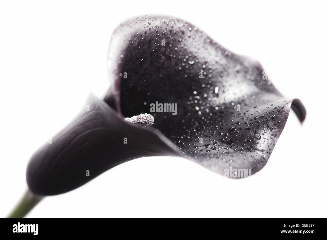 Black calla flower isolated on white background Stock Photo - Alamy